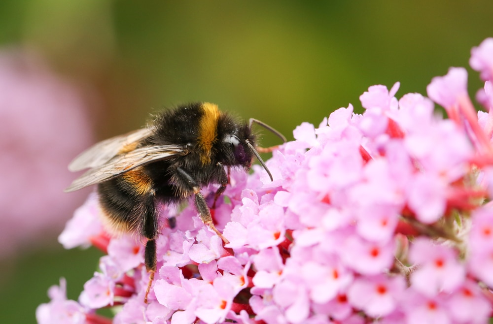 How To Protect British Bees In 14 Simple Steps | UpGardener™