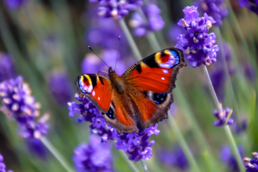 How To Protect British Butterflies In 12 Steps | UpGardener™