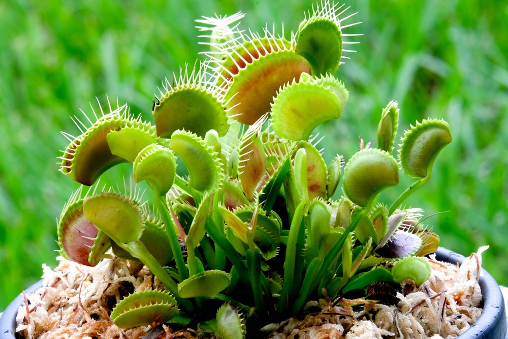 Venus Fly Trap Care Growing Tips In The UK UpGardener Venus Fly Trap Care Growing Tips In The UK UpGardener