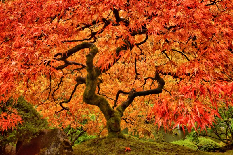 Japanese Maple Care UK Growing Tips UpGardener 