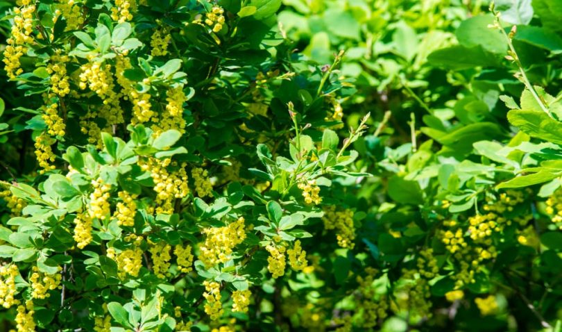 Berberis 'Barberry' Care & UK Growing Tips | UpGardener™
