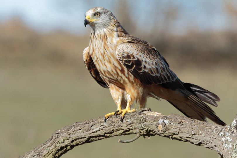 12 Different British Birds Of Prey (Common & Rare) | UpGardener™