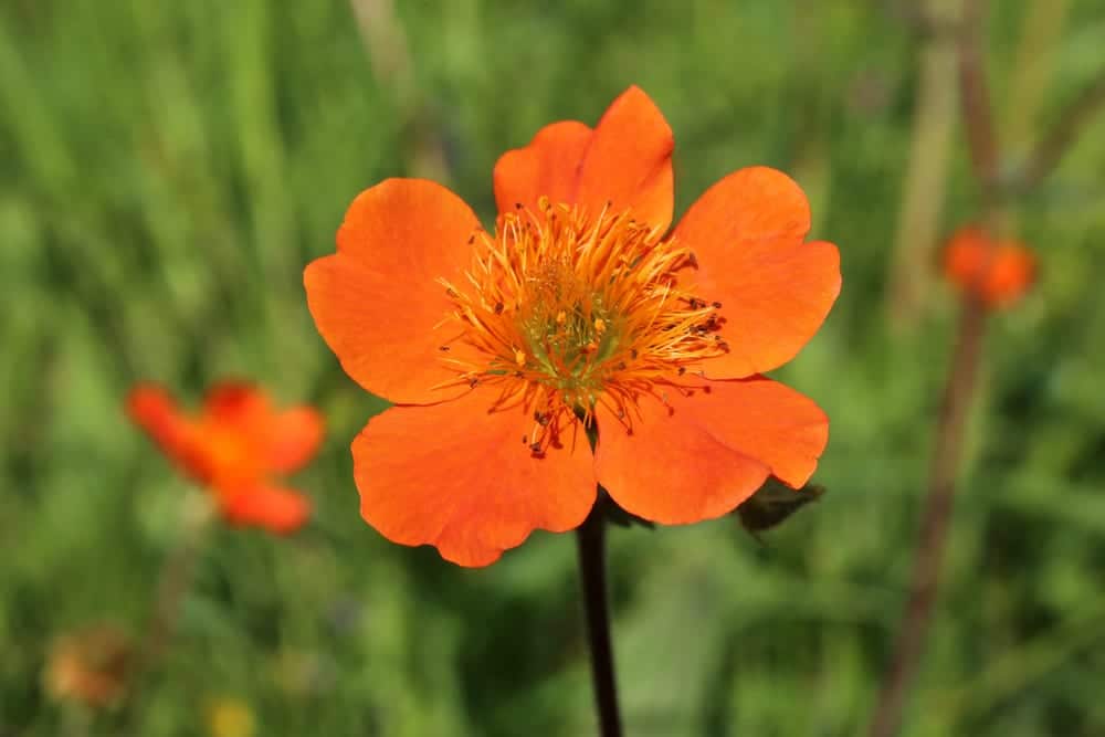 How To Grow Geums 'Avens' - Plant Care Tips | UpGardener™
